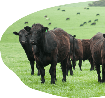 About Us – Thomas Farms