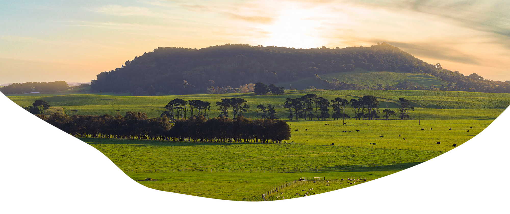 About Us – Thomas Farms