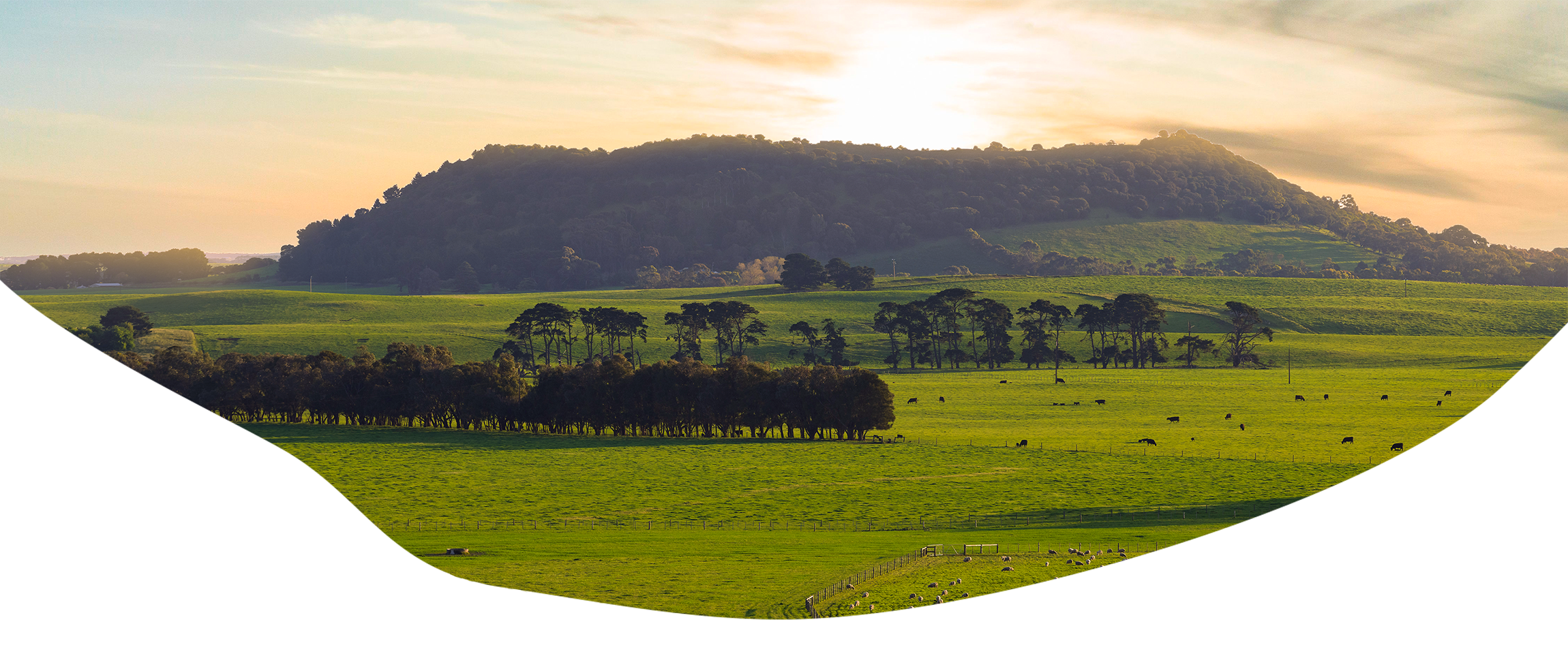 About Us – Thomas Farms