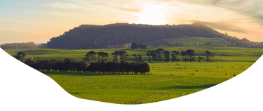 About Us – Thomas Farms